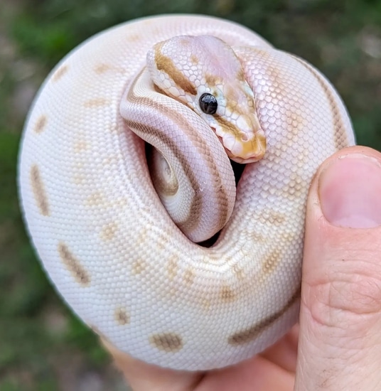 Orange Dream Leopard Lesser Pastel Spider Possible Calico Yellowbelly ...