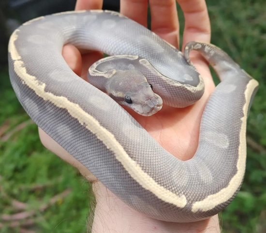 Ghi Mojave Orange Ghost Ball Python by Olympian Exotics