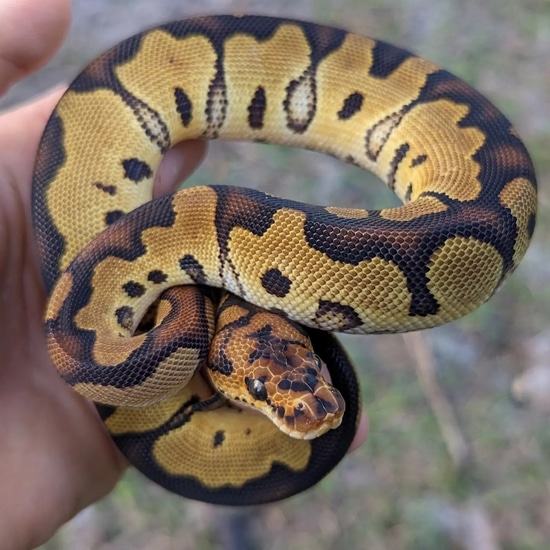 Clown 100% Het Desert Ghost 50% Het Hypo Ball Python by Olympian Exotics