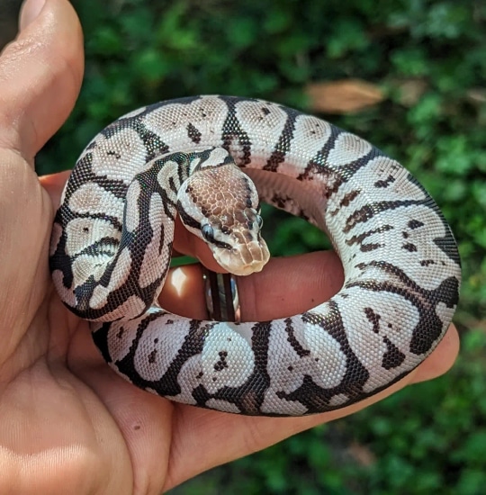 Pastel VPI Axanthic 100% Het Albino Male Ball Python by Olympian Exotics