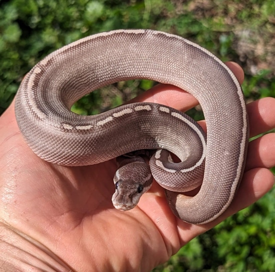 Black Pastel Mystic Potion Male Ball Python by Olympian Exotics