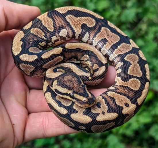 Yellowbelly 100% Double Het Clown Pied Ball Python by Olympian Exotics