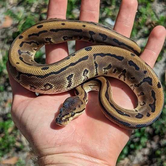 Leopard Pinstripe 66% Triple Het VPI Axanthic Desert Ghost Pied Ball Python by Olympian Exotics