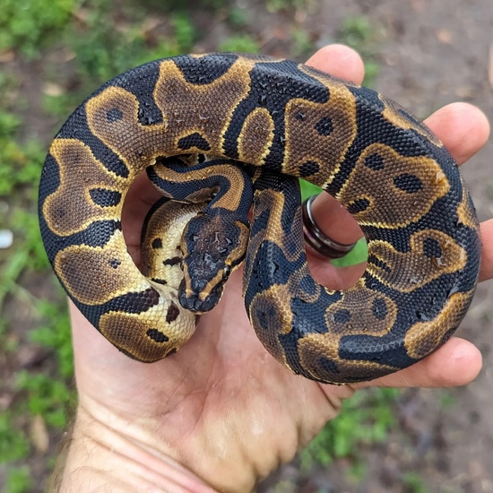 Leopard 100% Het Clown Ball Python by Olympian Exotics