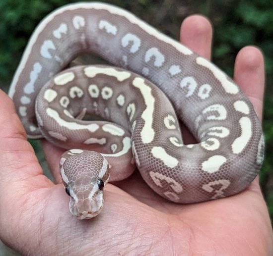 Super Mystic Banana Ball Python by Olympian Exotics