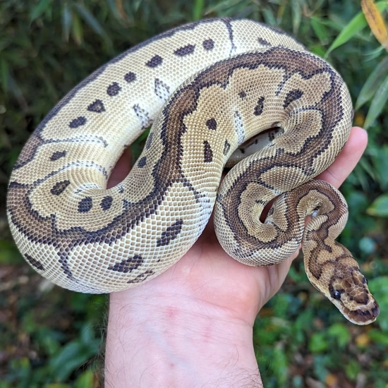 Redstripe Clown Female Ball Python by Olympian Exotics