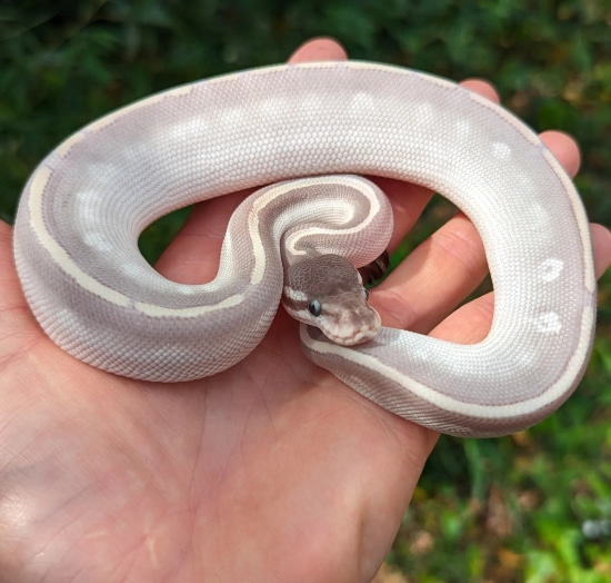 Purple Passion Ball Python Male by Olympian Exotics