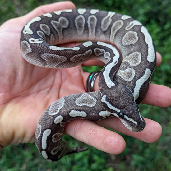 GHI Lesser Ball Python Female 135g by Olympian Exotics