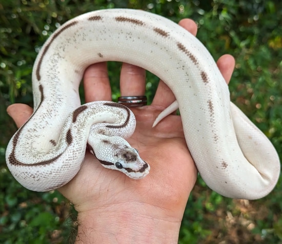 TSK Axanthic Orange Dream Leopard Spider Fire Ball Python Male 308g by Olympian Exotics