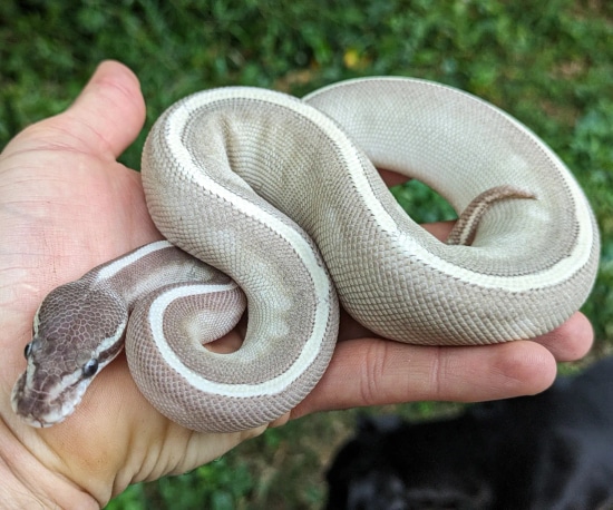 Purple Passion Ball Python by Olympian Exotics