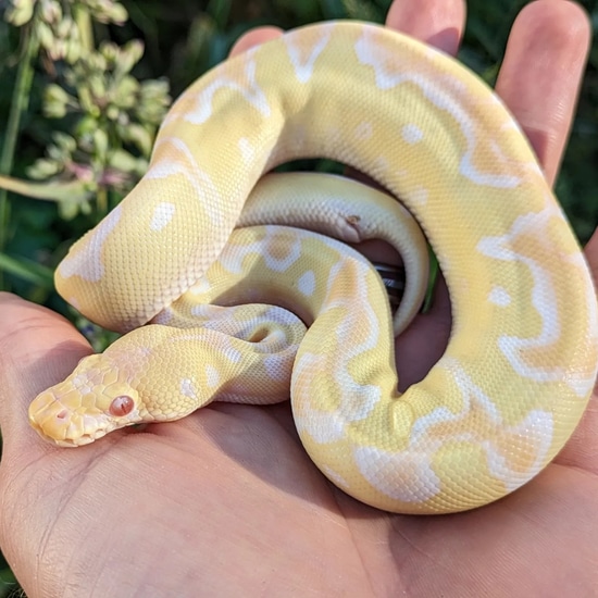 Albino Clown Ball Python Female 110g by Olympian Exotics
