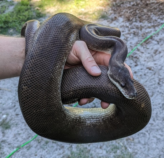 Paradox Black Pastel Cinnamon Ball Python BIG GIRL by Olympian Exotics