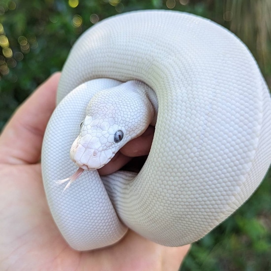 Super Russo Ball Python Female by Olympian Exotics