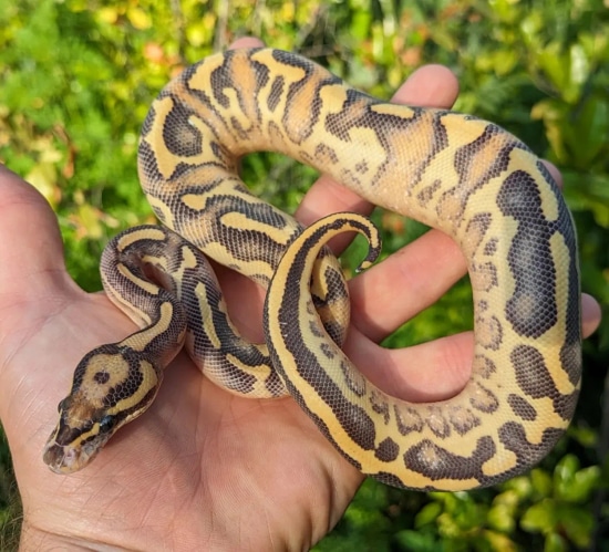 Enchi Leopard Highway Ball Python by Olympian Exotics