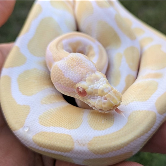 Albino Ball Python Female 180g by Olympian Exotics