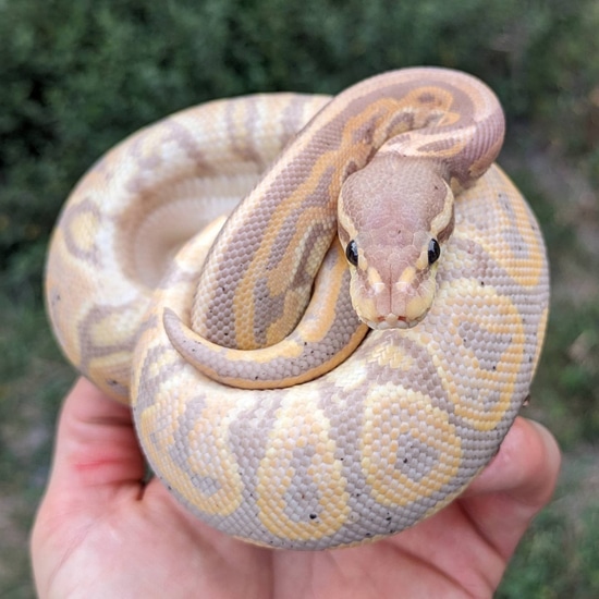 Banana Black Pastel Possible Orange Dream 100% Double Het Albino Puzzle ...