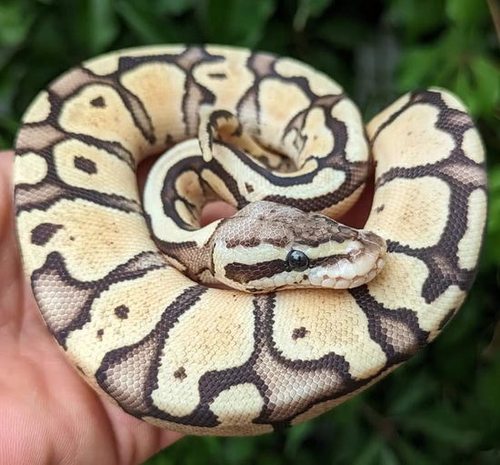 Pastel Fire Ball Python by Olympian Exotics