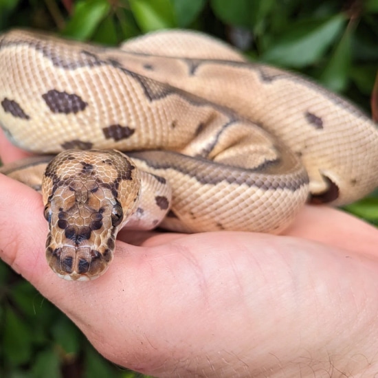 Reduced Pattern Clown Ball Python by Olympian Exotics