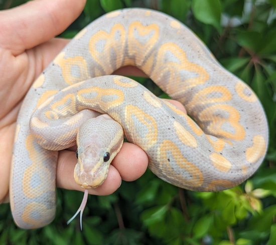 Black Pastel Banana Ball Python by Olympian Exotics