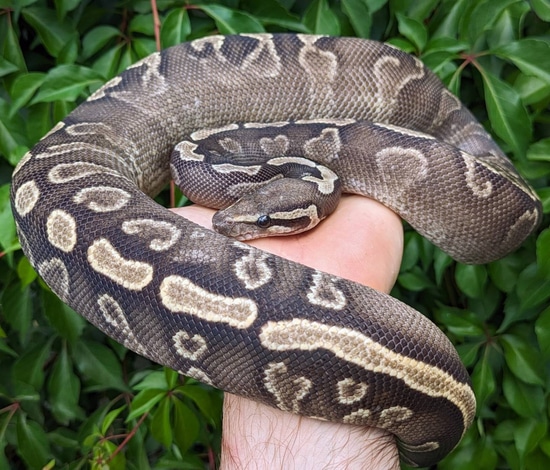 GHI Phantom Yellowbelly Ball Python by Olympian Exotics