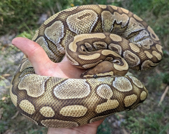 Lesser 100% Het Clown Ball Python by Olympian Exotics