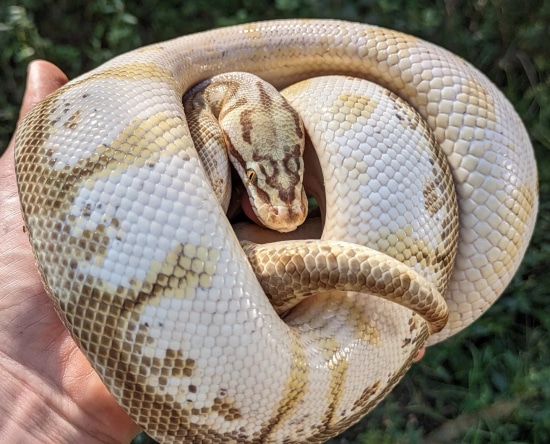 Pastel Spider Butter Calico Ball Python by Olympian Exotics