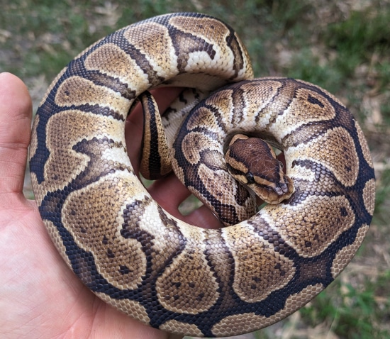Redstripe Ball Python Male by Olympian Exotics