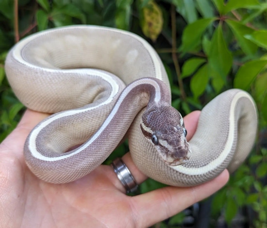 Purple Passion Ball Python Female by Olympian Exotics