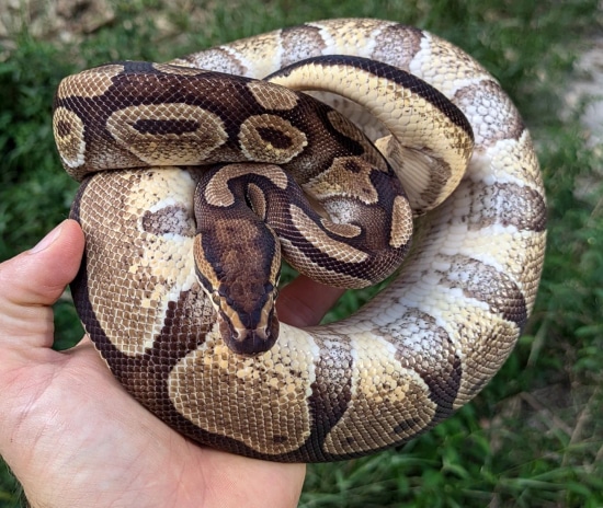 Enchi Ball Python Male by Olympian Exotics