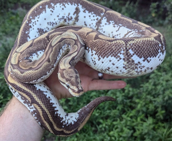 High White Spider Calico Ball Python by Olympian Exotics