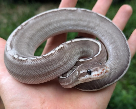 Black Pastel Mystic Potion Ball Python by Olympian Exotics