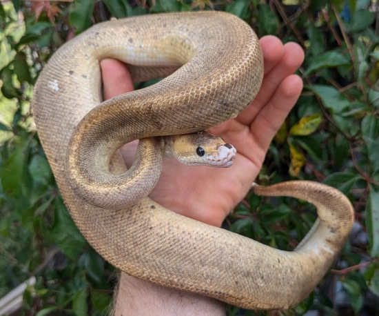 Cinnamon Champagne 66% Het Clown Ball Python by Olympian Exotics