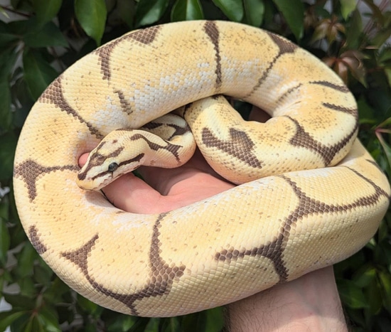 Super Orange Dream Spider Ball Python by Olympian Exotics