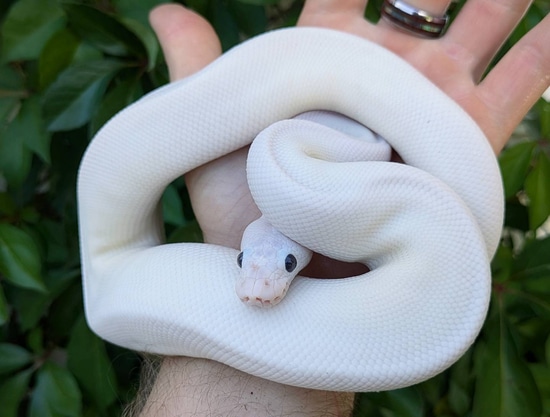 Extra White Super Fire Ball Python by Olympian Exotics