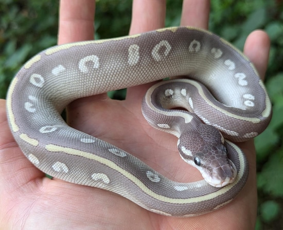 Mystic Potion Ball Python by Olympian Exotics