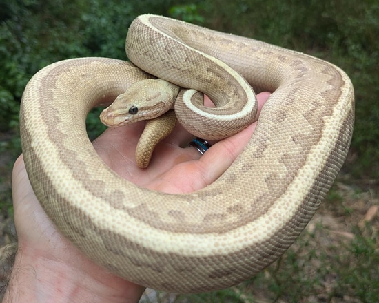 Pastel Fire Lesser Pinstripe Leopard Ball Python by Olympian Exotics