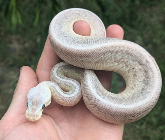 Pastel Mojave Pinstripe Cinnamon Ball Python by Olympian Exotics
