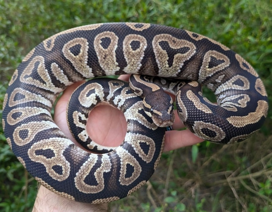 Mystic Ball Python by Olympian Exotics