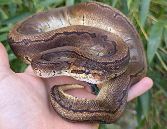 Pinstripe Ball Python by Olympian Exotics