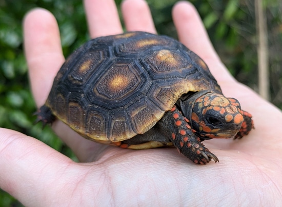 High Color Redfoot Tortoise 3-4 Inch Shell Red-Footed Tortoise by ...
