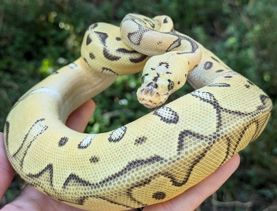 A+ Pastel Enchi Leopard Clown Ball Python by Olympian Exotics