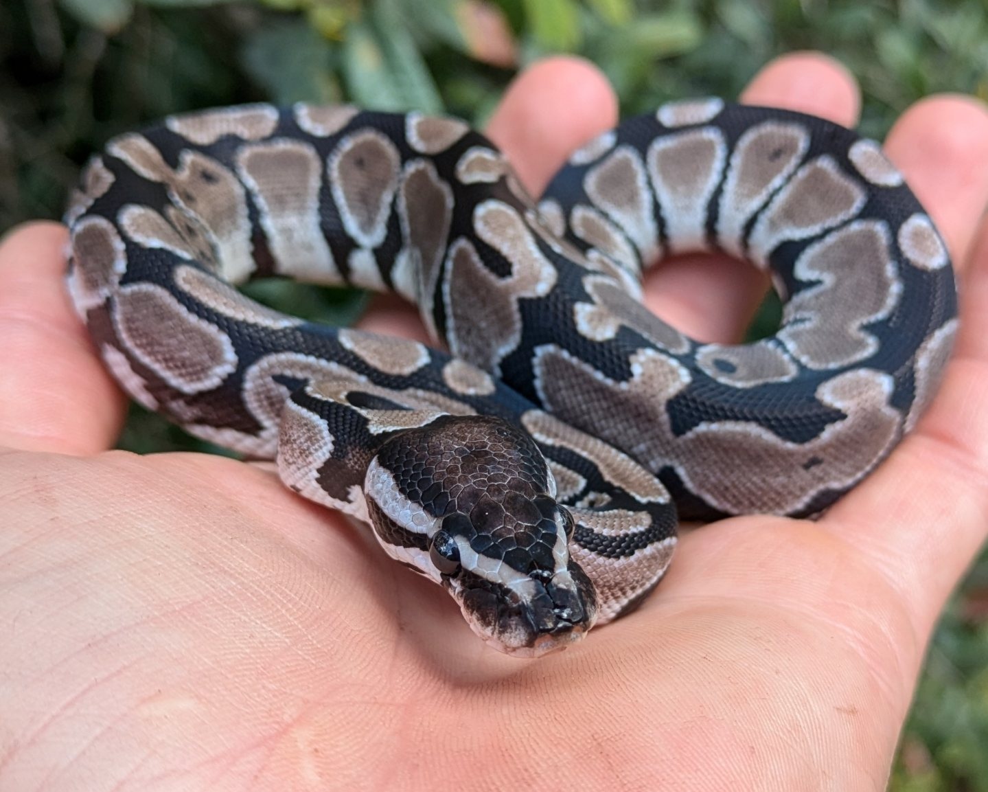 TSK Axanthic Ball Python