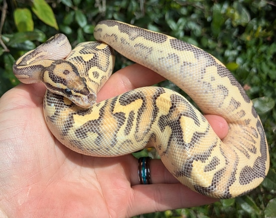 Enchi Leopard Highway Ball Python by Olympian Exotics