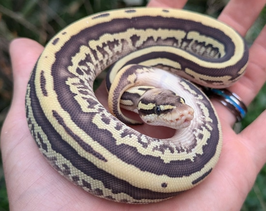 Pastel Lesser Leopard Yellowbelly Orange Dream? Ball Python by Olympian ...