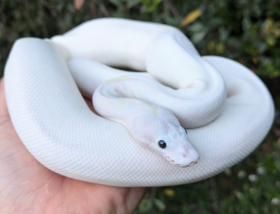 Super Fire Ball Python by Olympian Exotics