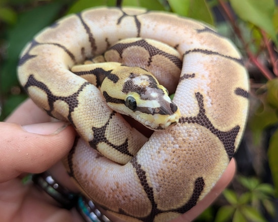 Scaleless Head Orange Dream Spider Ball Python by Olympian Exotics
