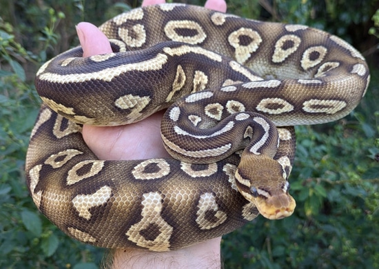 Pastel Mojave Cocoa Ball Python by Olympian Exotics