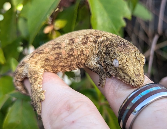 High Pink Nuu Ami Leachianus Gecko #46 by Olympian Exotics