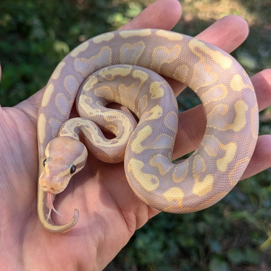 Banana GHI Yellowbelly Possible Super GHI Ball Python by Olympian Exotics
