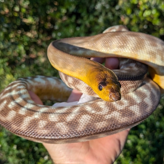 Woma Python ~4FT Female by Olympian Exotics